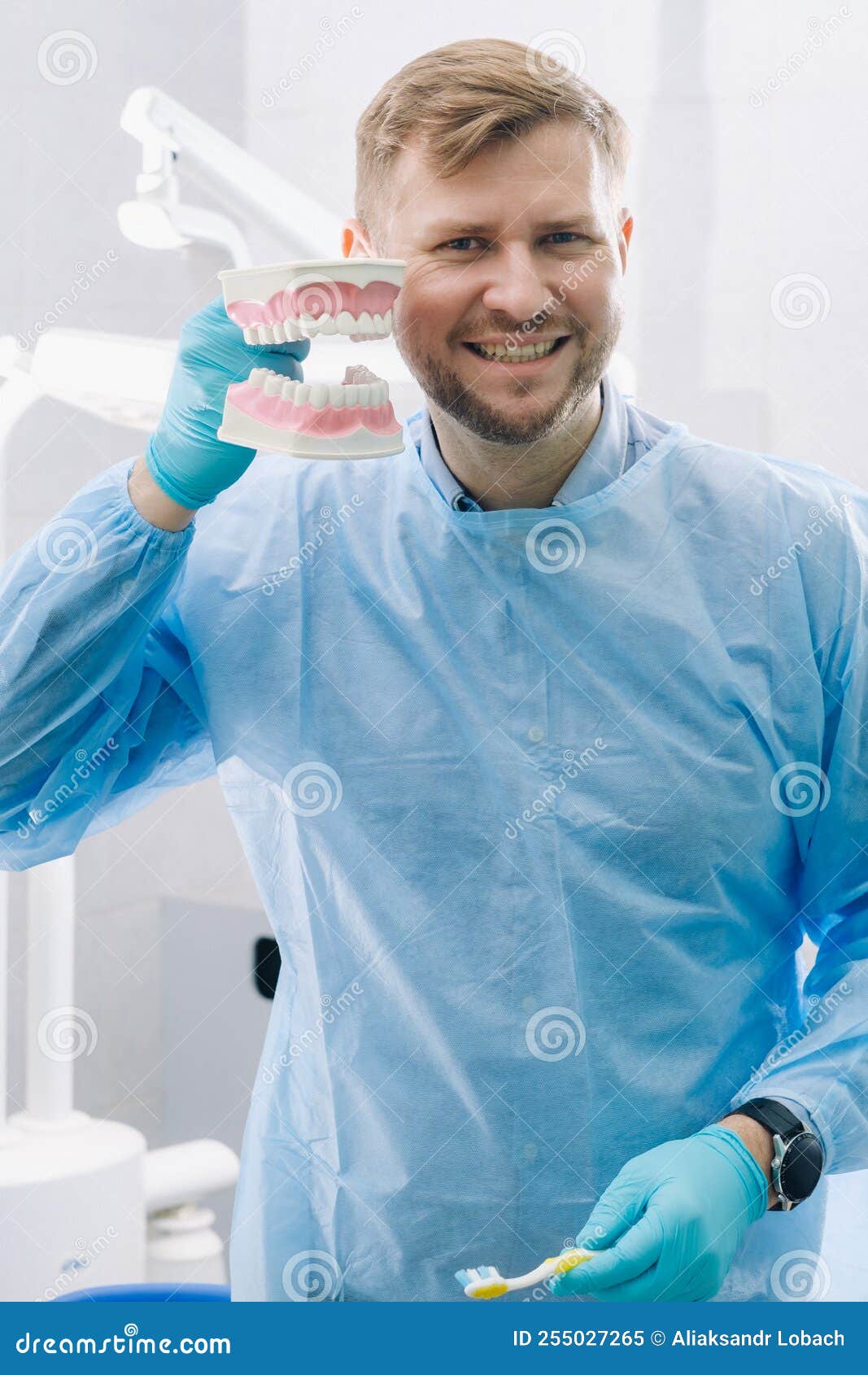 A Model of a Human Jaw with Teeth and a Toothbrush in the Dentist& X27 ...