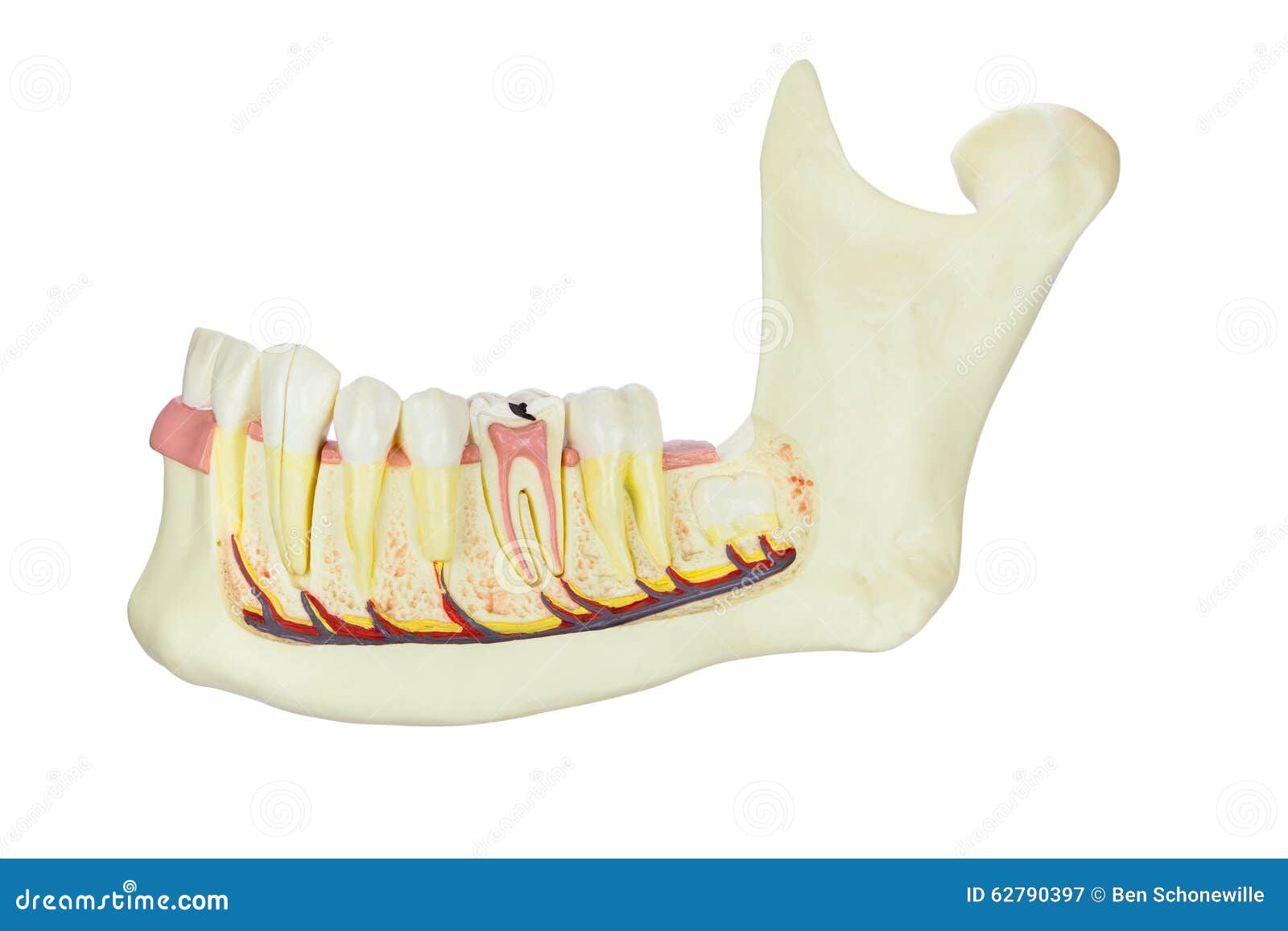 Model Human Jawbone with Teeth Isolated on White Background Stock Image ...