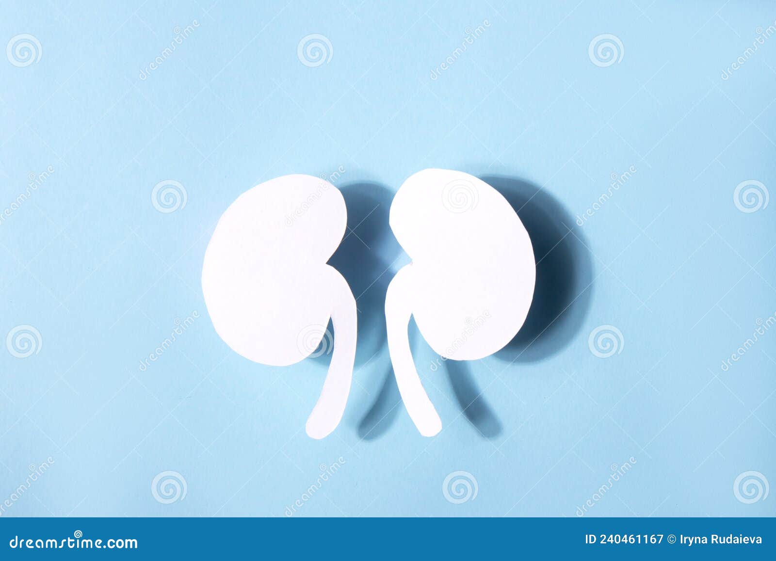 Model of a Human Kidney Shaped White Paper on a Blue Background Stock ...