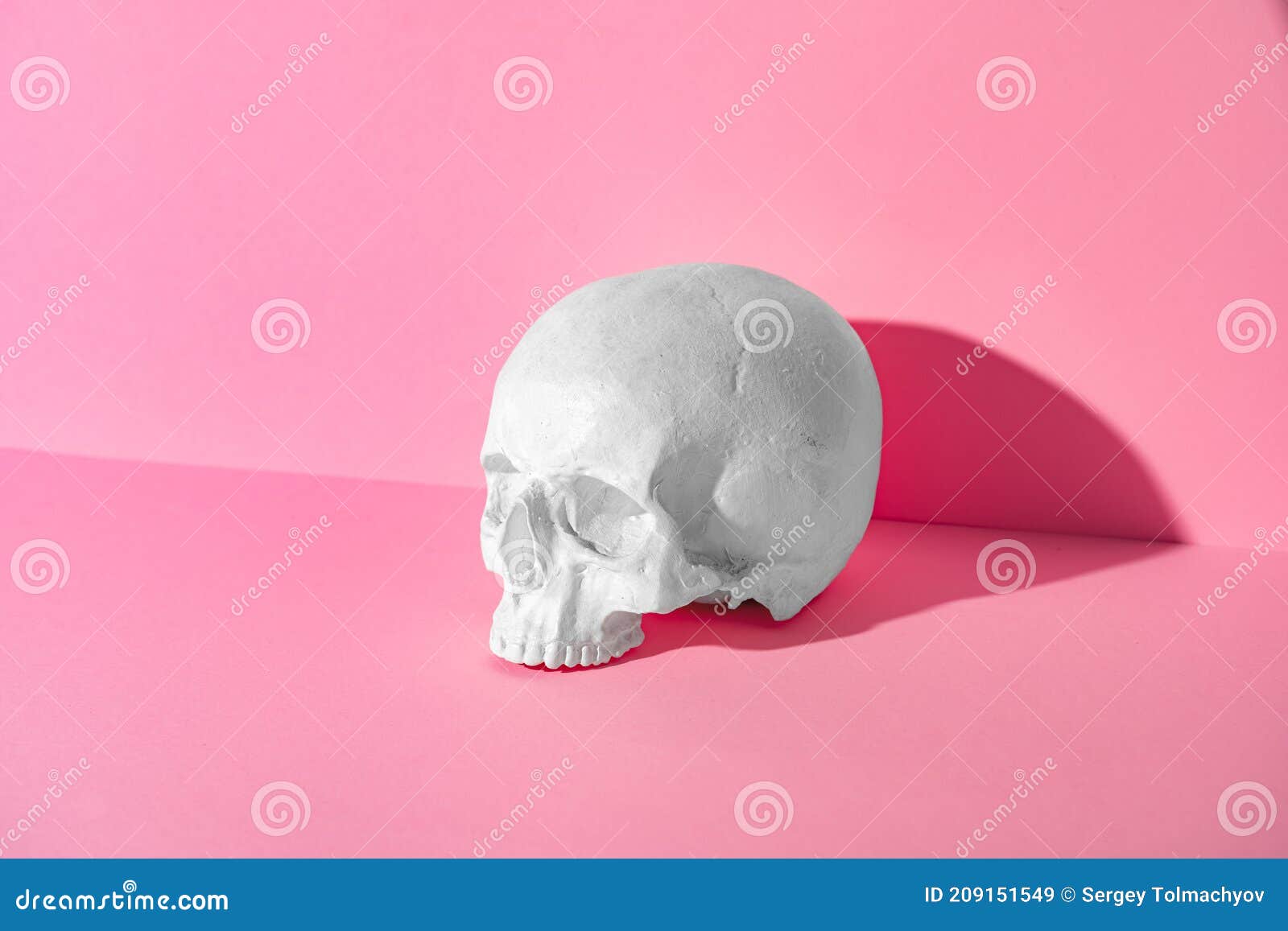 Model of a Human Scull on Pink Background Stock Image - Image of ...