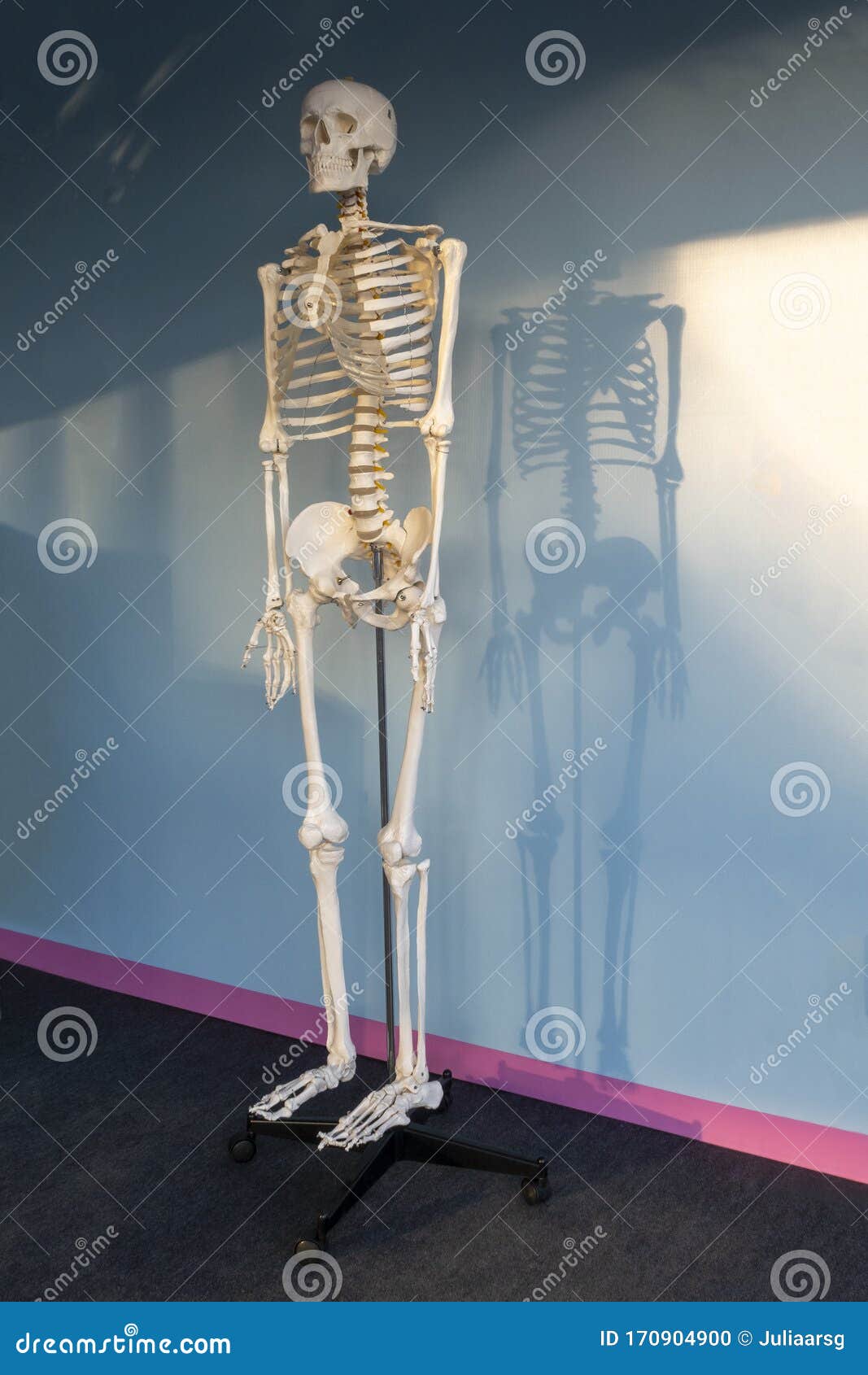 Model of Human Skeleton and Its Shadow Against Blue Wall Stock Photo ...