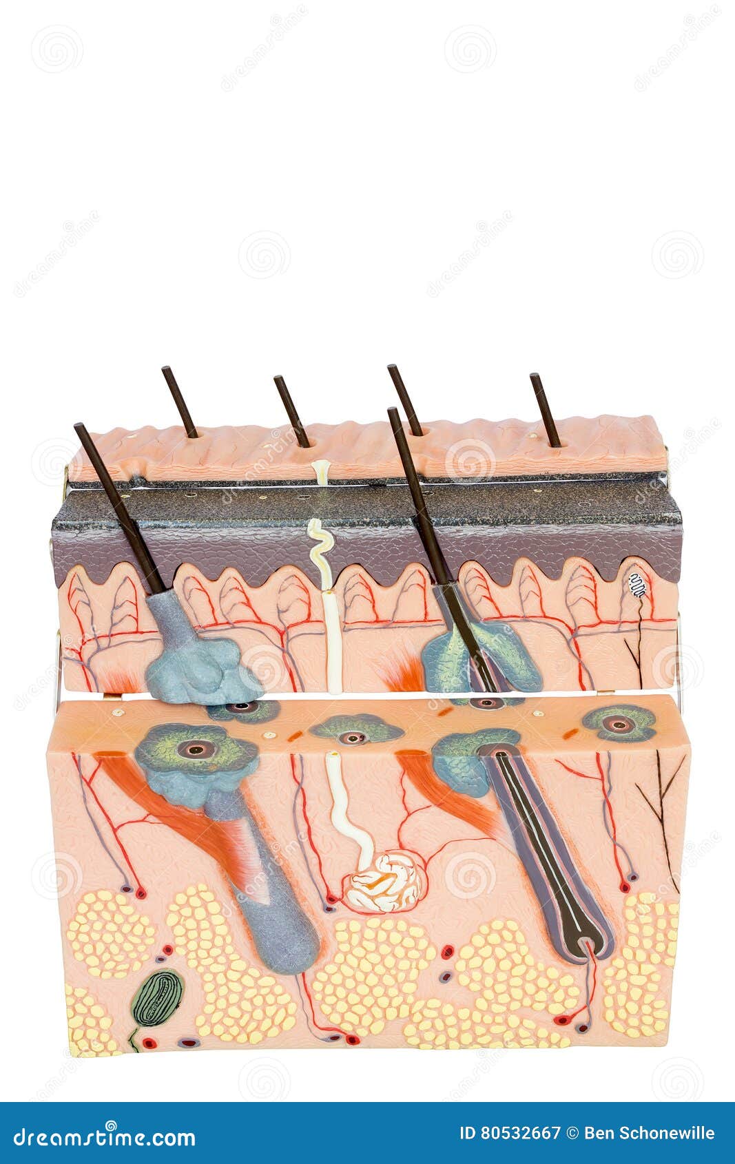 Model Human Skin Tissue on White Background Stock Image - Image of ...