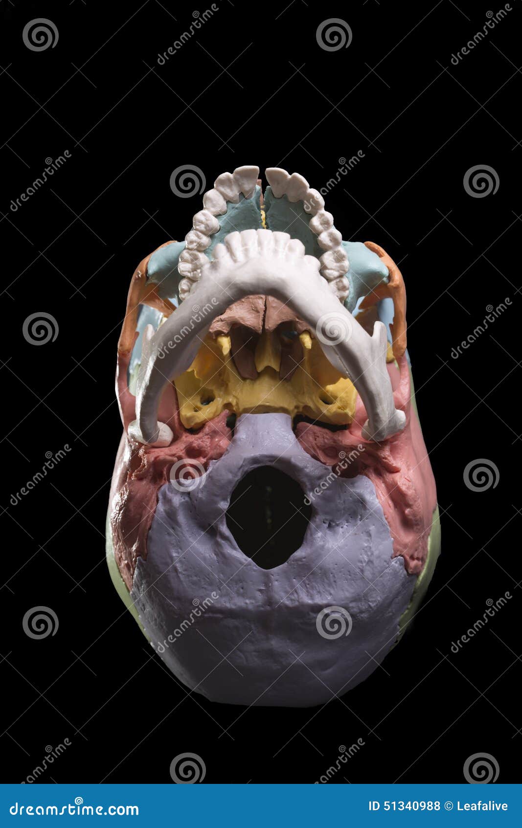 Model of a human skull stock photo. Image of head, maxilla - 51340988