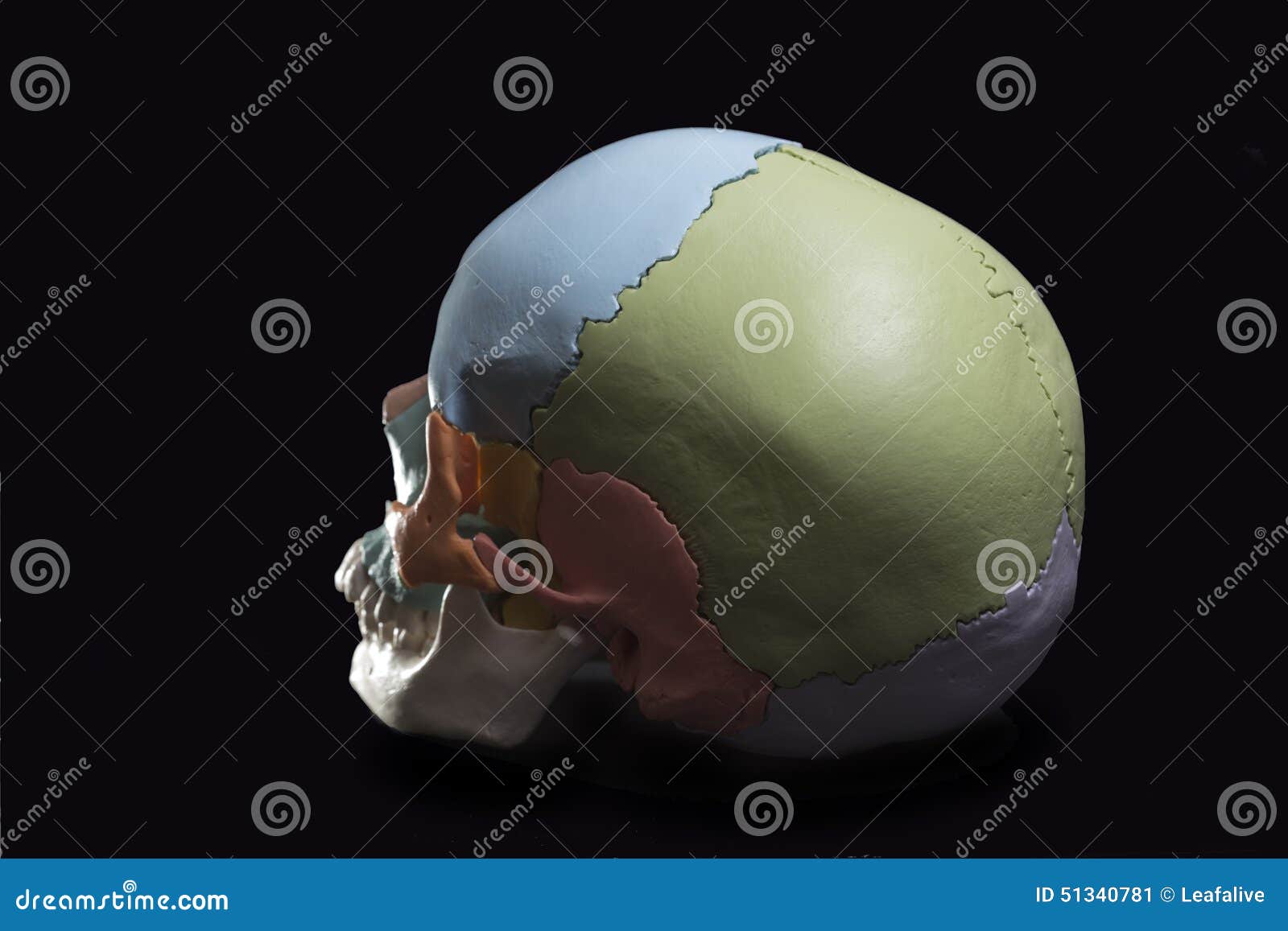 Model of a human skull stock image. Image of isolated - 51340781