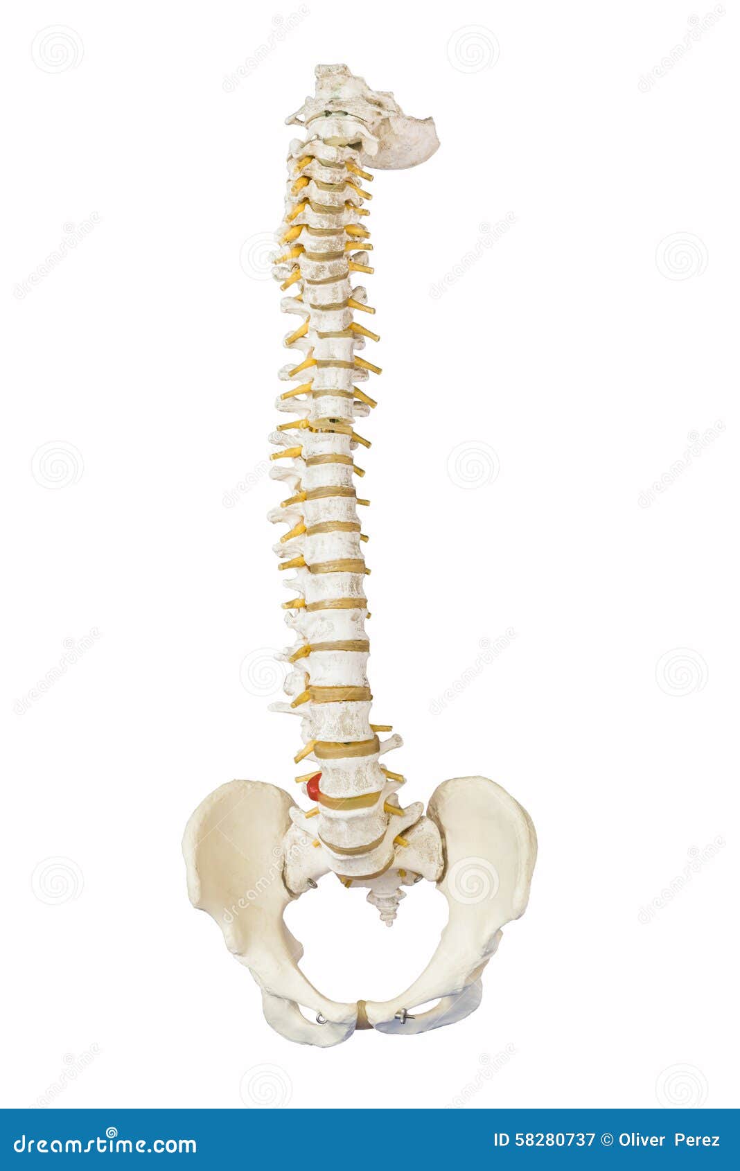 Real Human Spine Bones