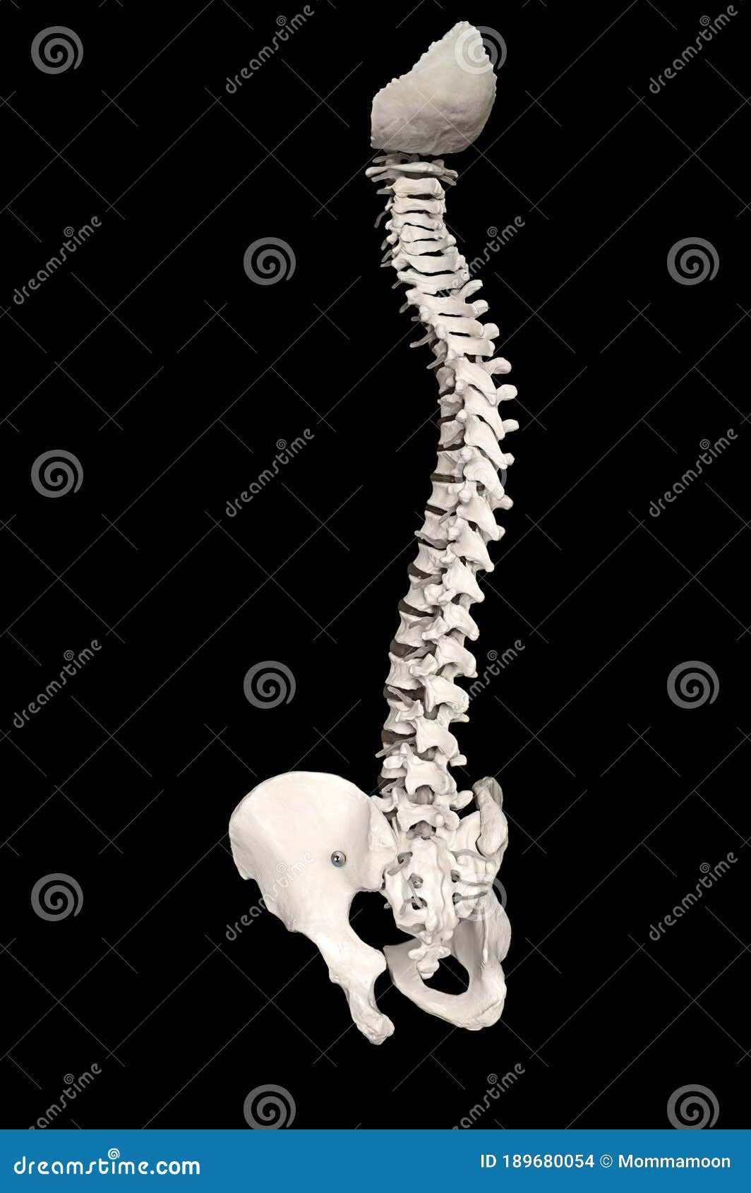 Model of Human Spine stock photo. Image of anatomy, genetic - 189680054