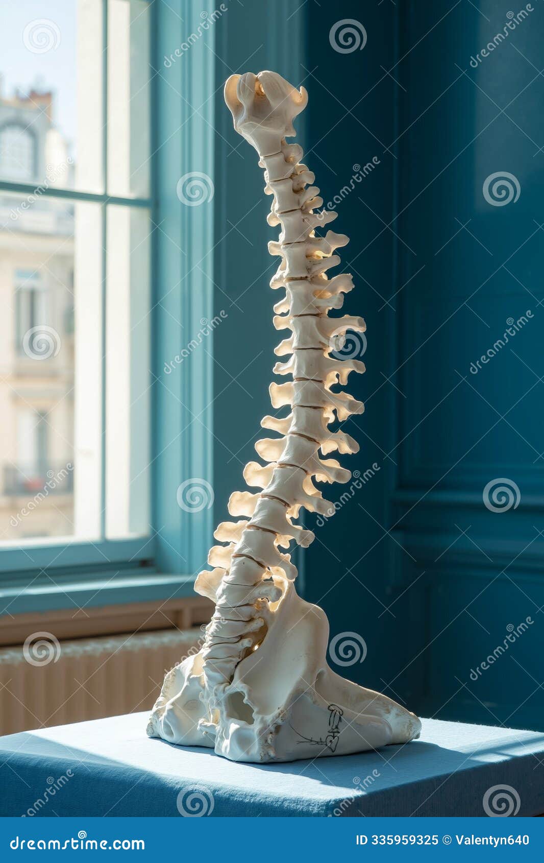 A Model of a Human Spine Sitting on a Table in Front of a Window Stock ...