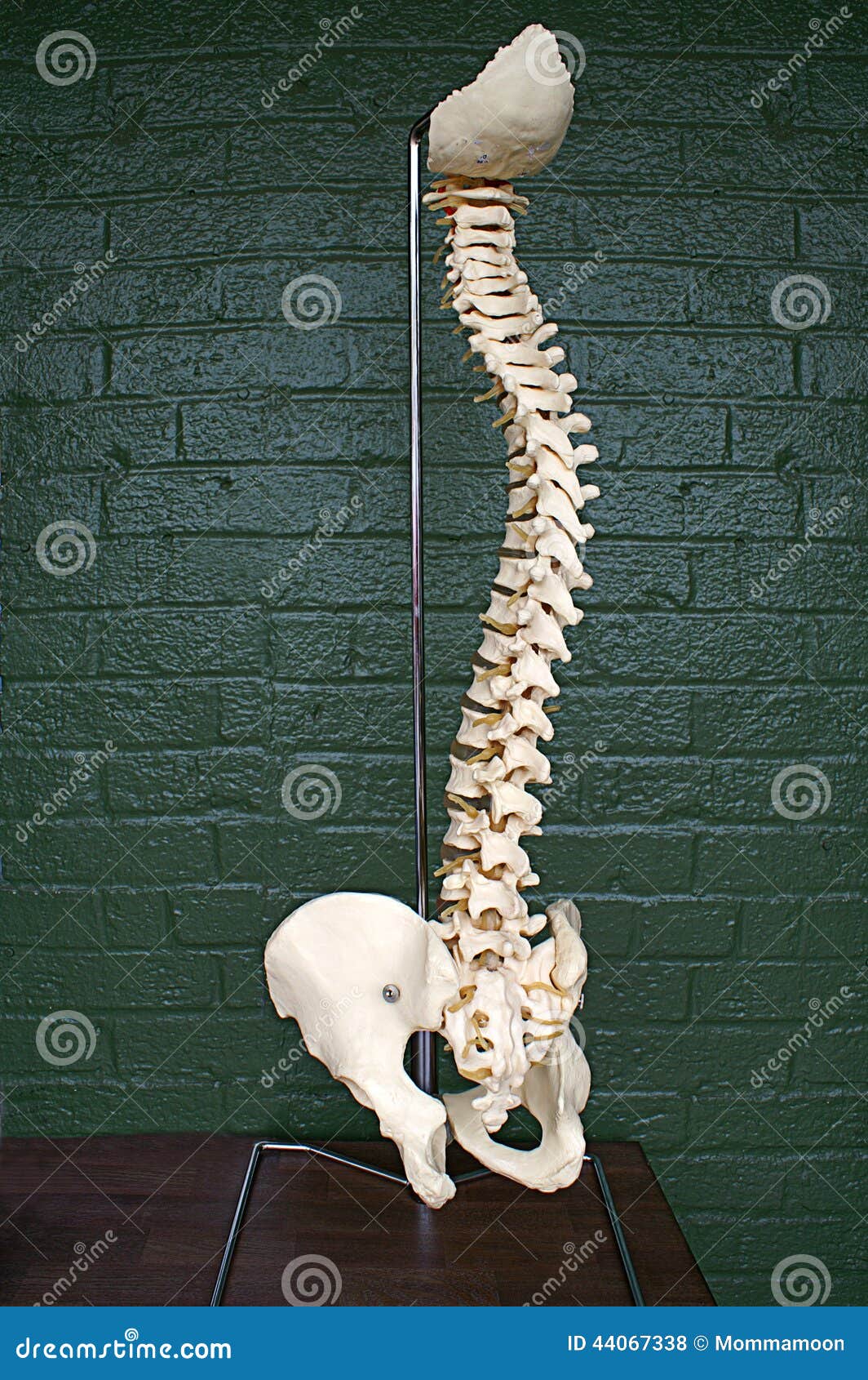 Model of Human Spine stock illustration. Illustration of marrow - 44067338