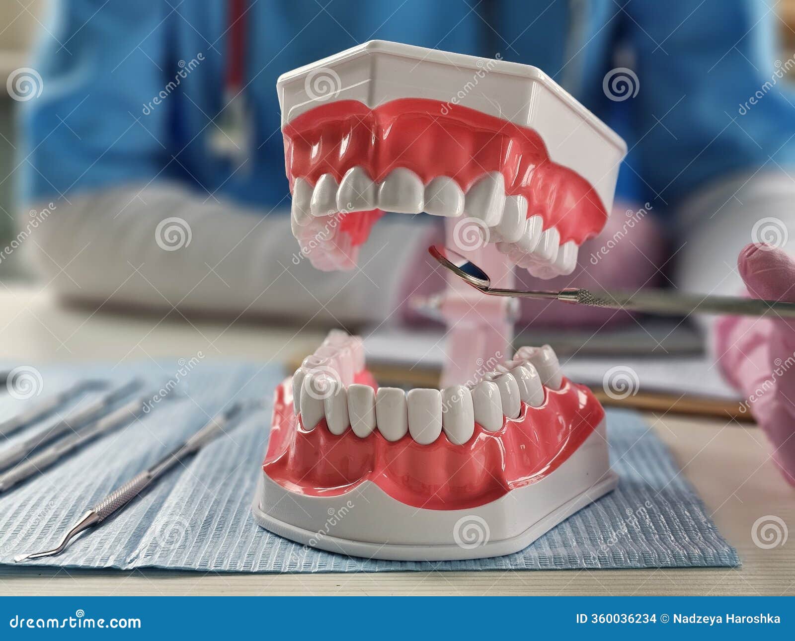 Model of Human Teeth on Display during Dental Examination with Tools ...