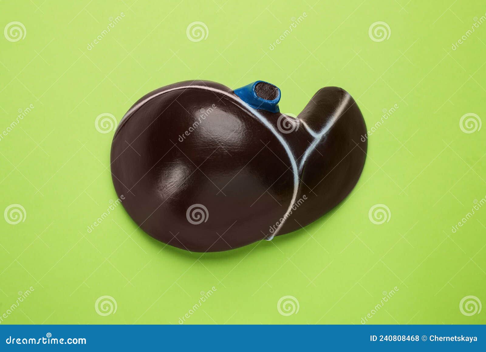 Model of Liver on Light Green Background, Top View Stock Photo - Image ...