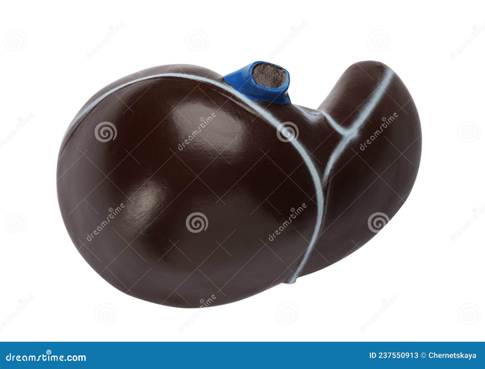 Model of Liver on White Background, Top View. Space for Text Stock ...