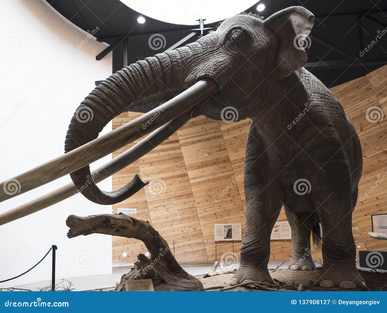 Model of mastodon editorial photography. Image of history - 137908127