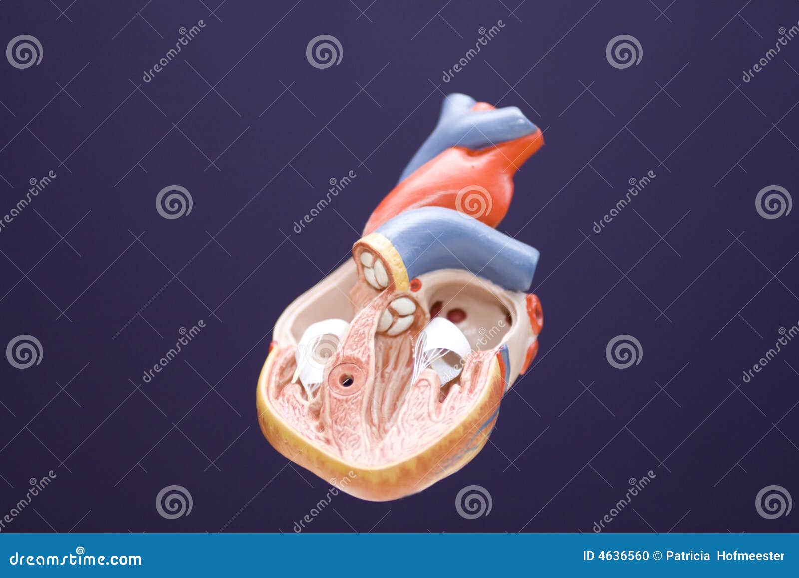 Model of open heart stock photo. Image of ventricles, physiology - 4636560