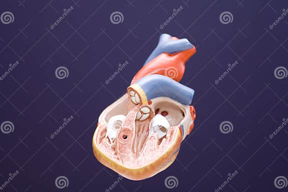 Model of open heart stock photo. Image of ventricles, physiology - 4636560