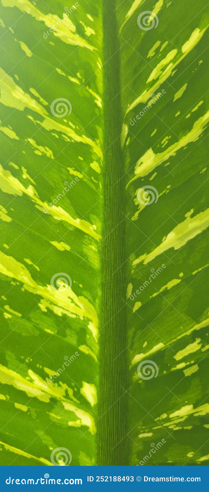 Model Of Plant Root Anatomy Structure In Botanical Laboratory Stock ...