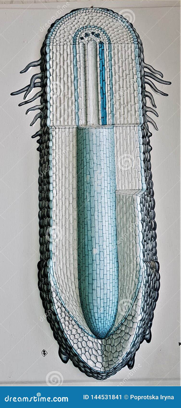 Model of Plant Root Anatomy Structure in Botanical Laboratory Stock ...