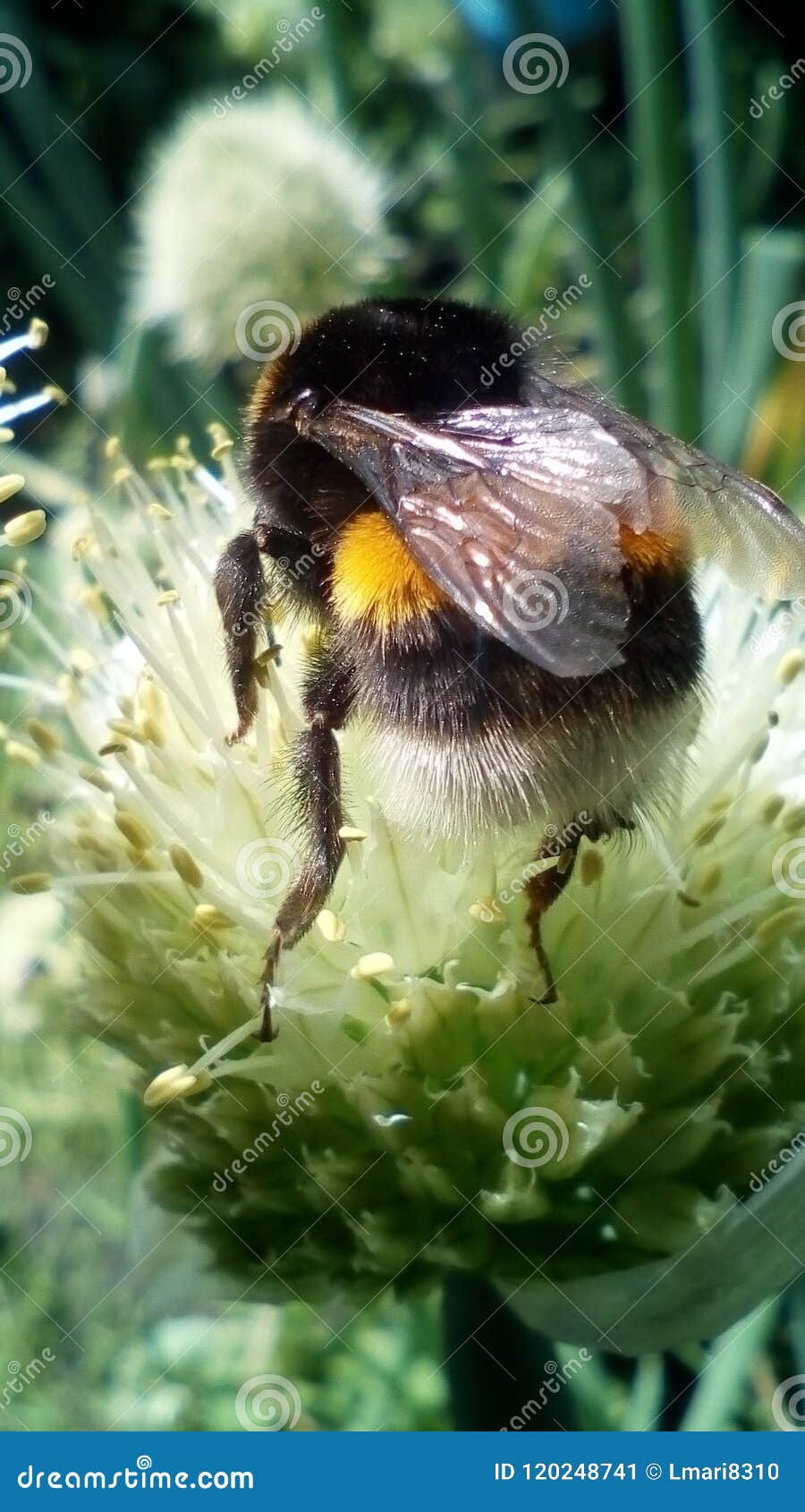 Bumble-bee Model Plus Size. Stock Image - Image of model, large: 120248741