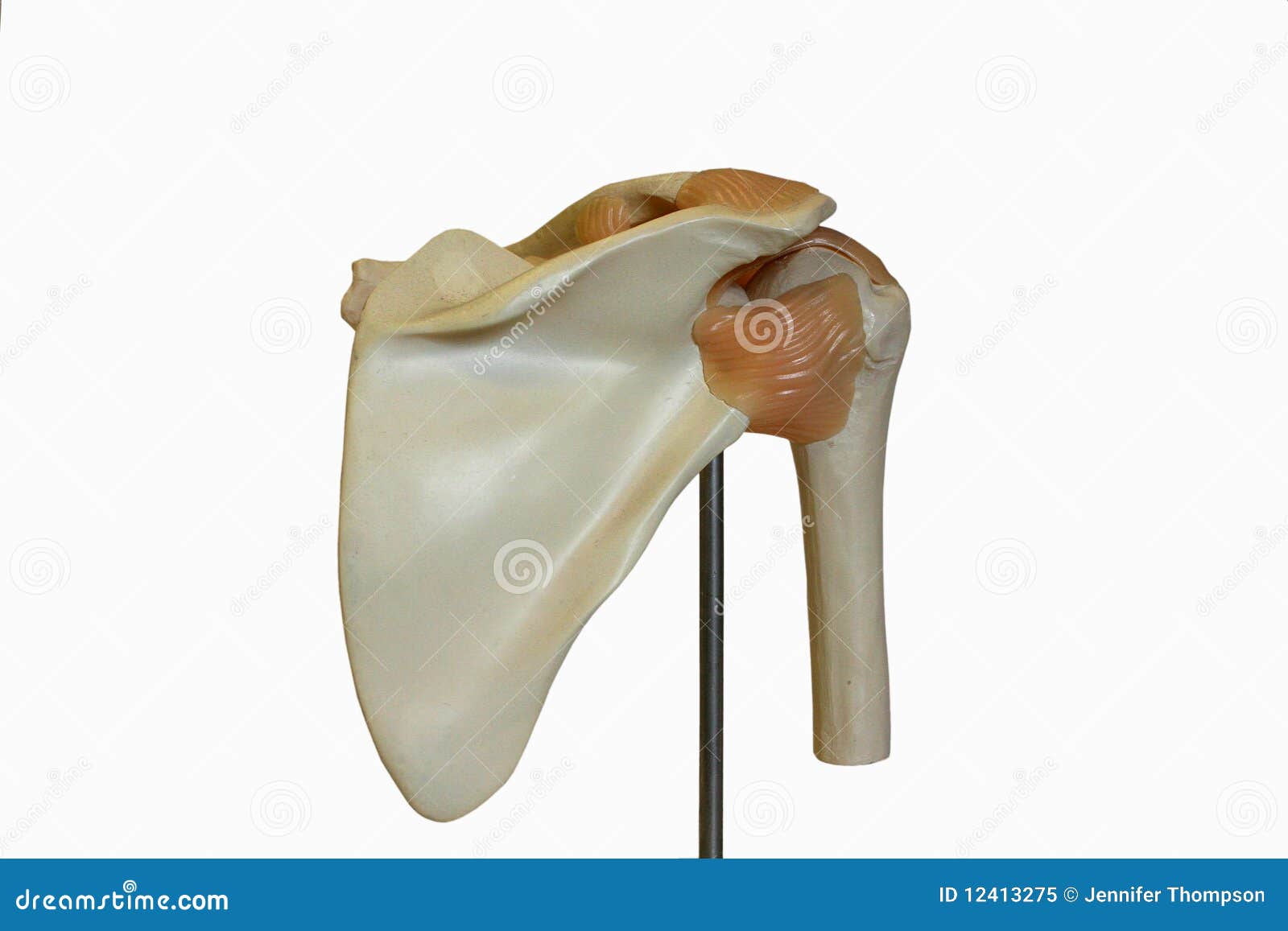 Model shoulder stock image. Image of isolated, shoulder - 12413275