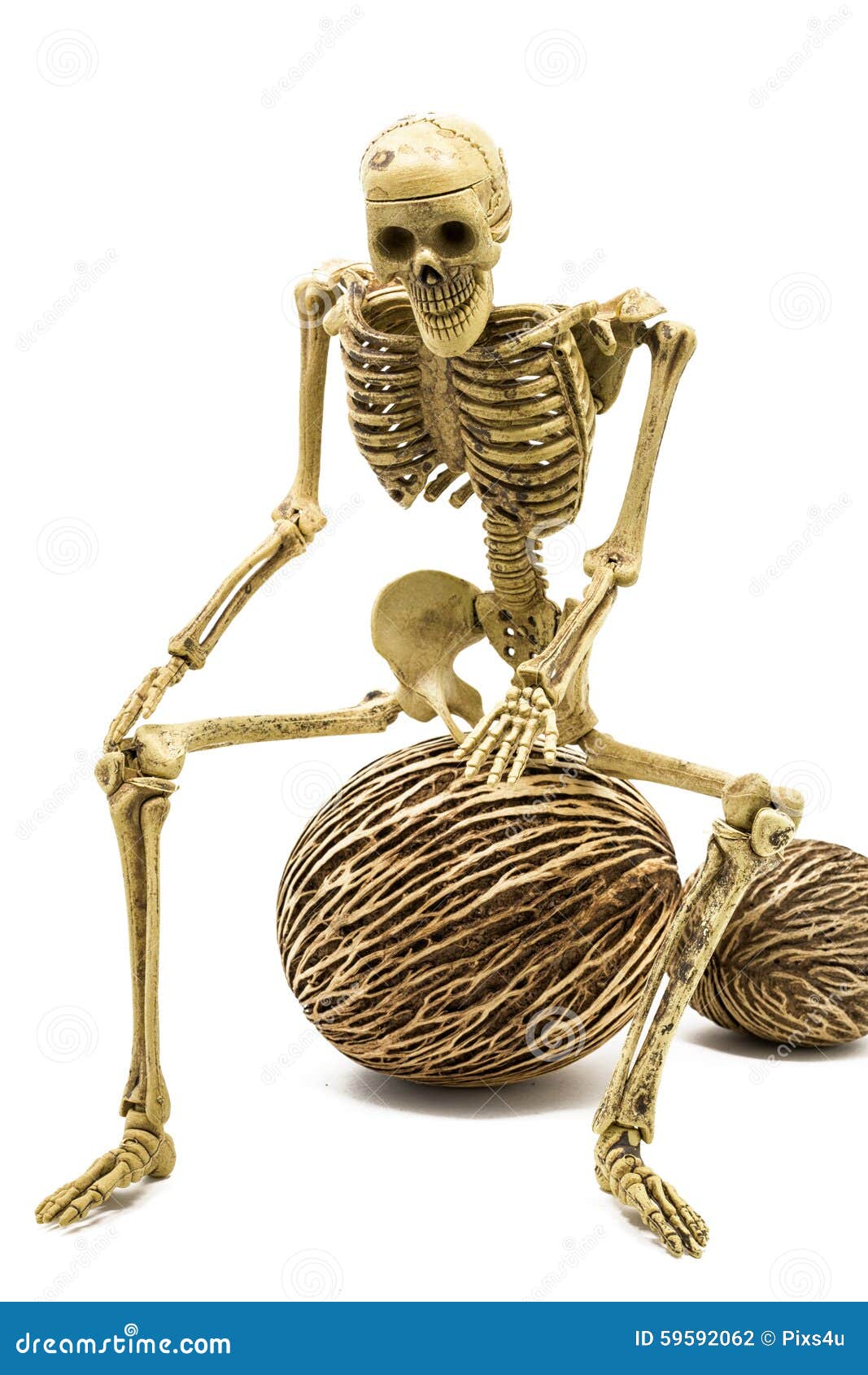 Model Skeleton Sitting on Ball Stock Photo - Image of science, sitting ...