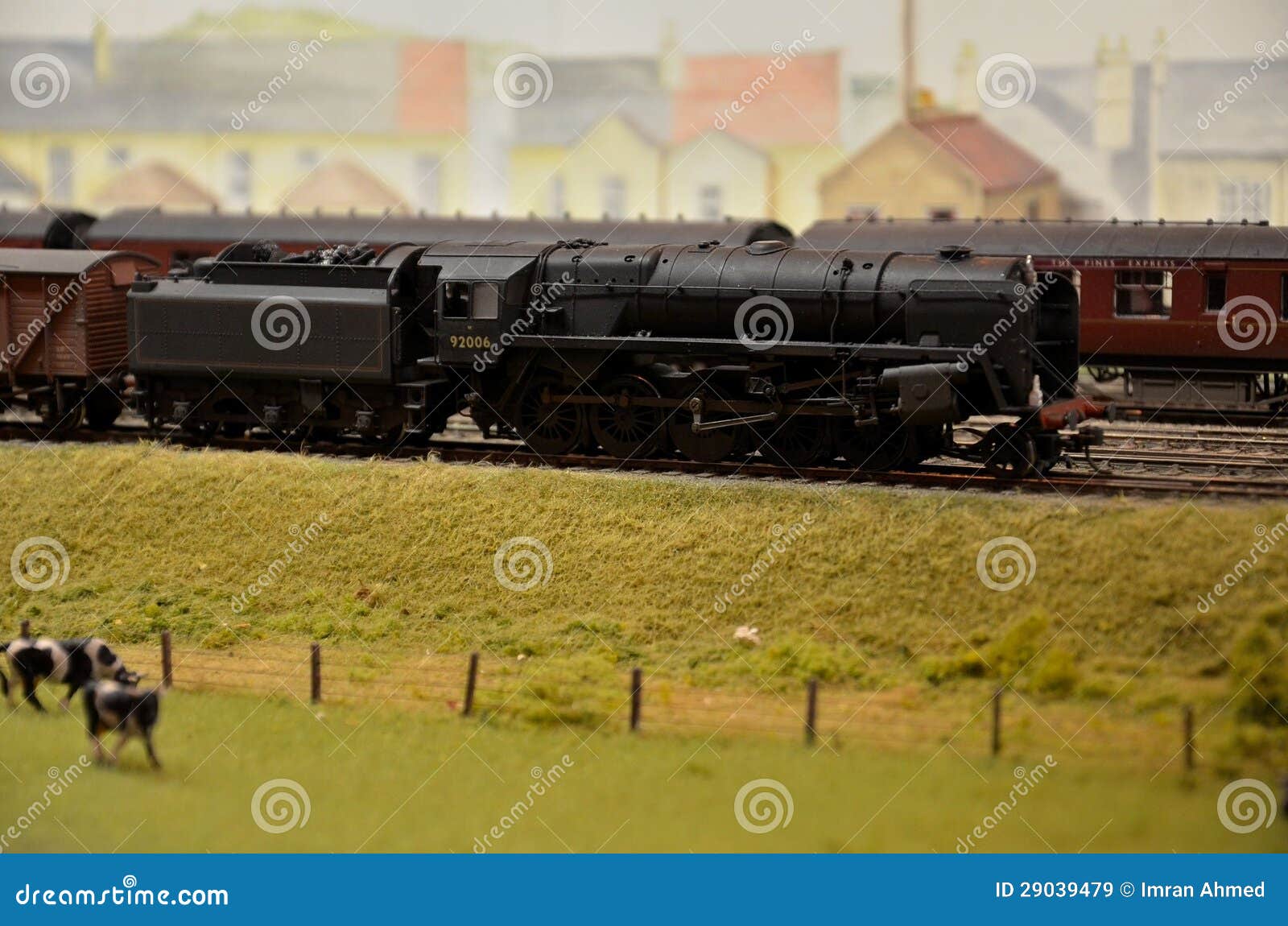 Model Train Steam Engine & Coal Car With Jersey Cows Royalty Free Stock ...