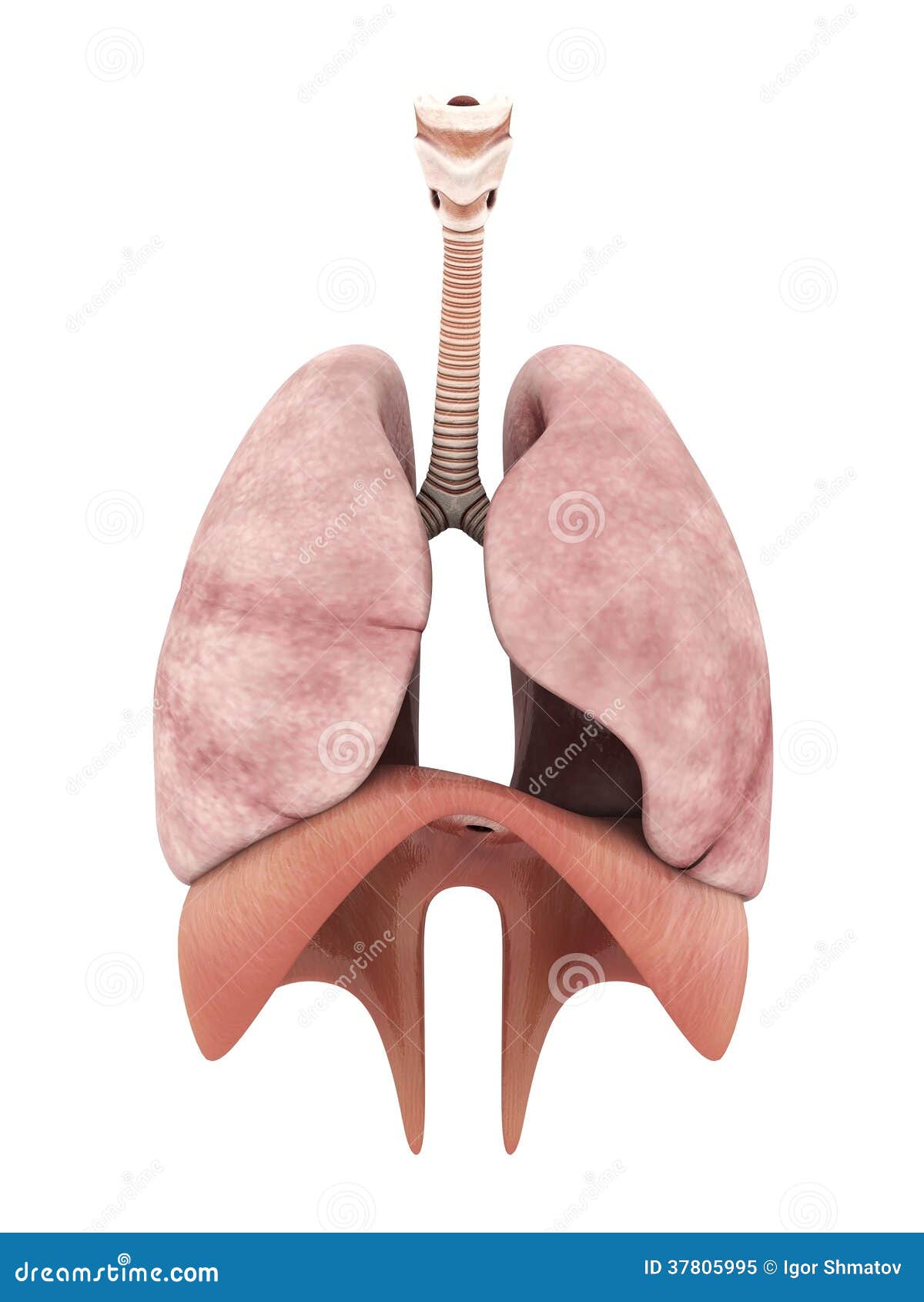 Model van de longen stock illustratie. Illustration of gezondheid ...