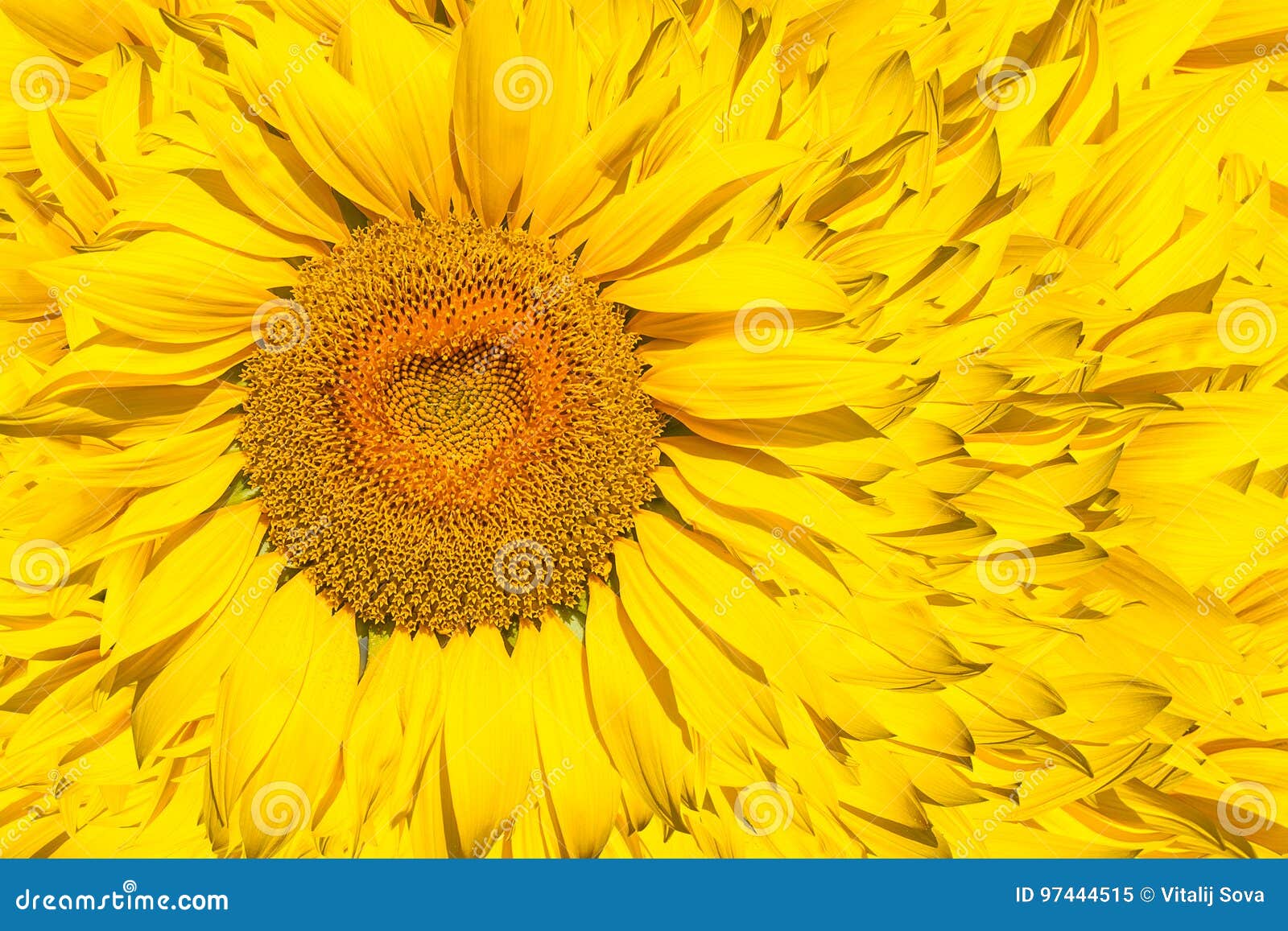 Modell Av Ljusa Gula Solrosor Fotografering för Bildbyråer - Bild av ...