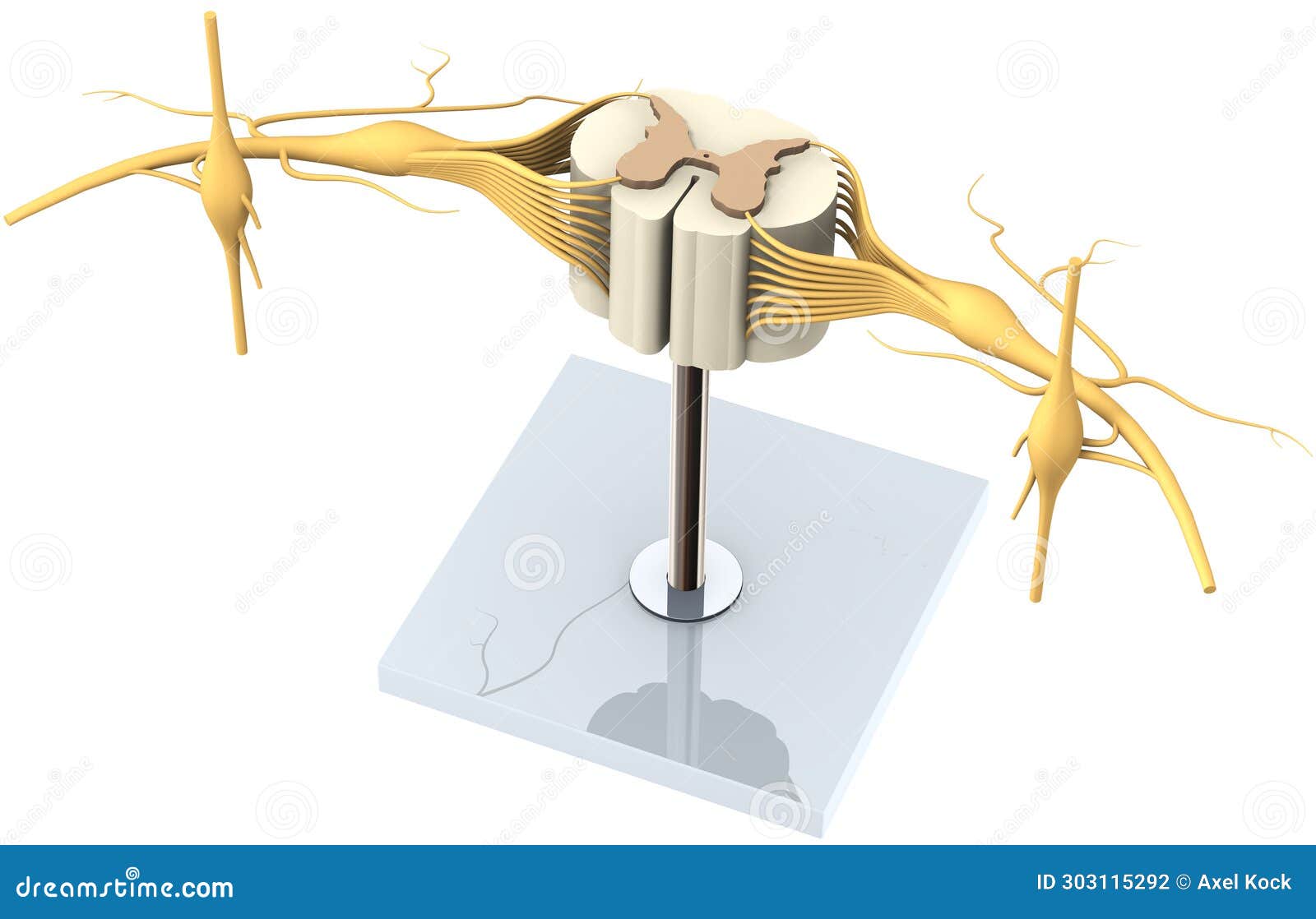 A Modell of a Segment of the Spinal Cord with Nerves and a Vertebra. 3D ...