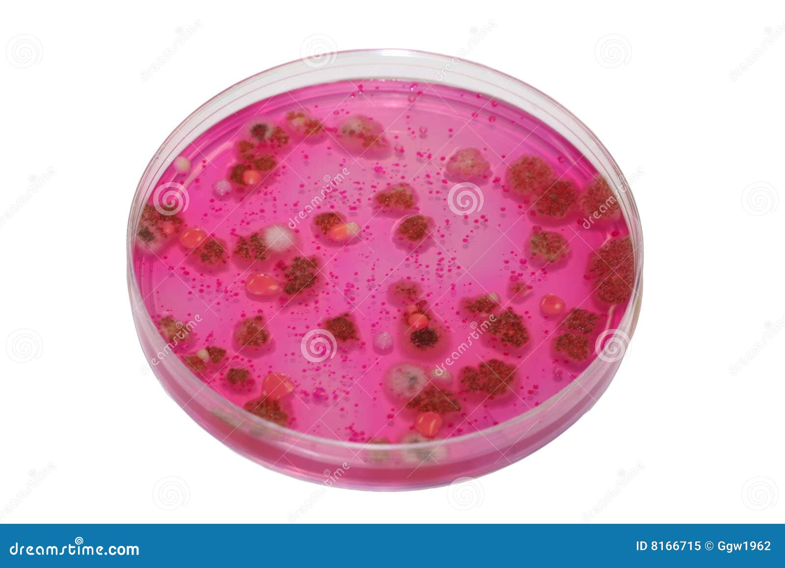 Modella il lievito immagine stock. Immagine di muffa, microorganismo ...