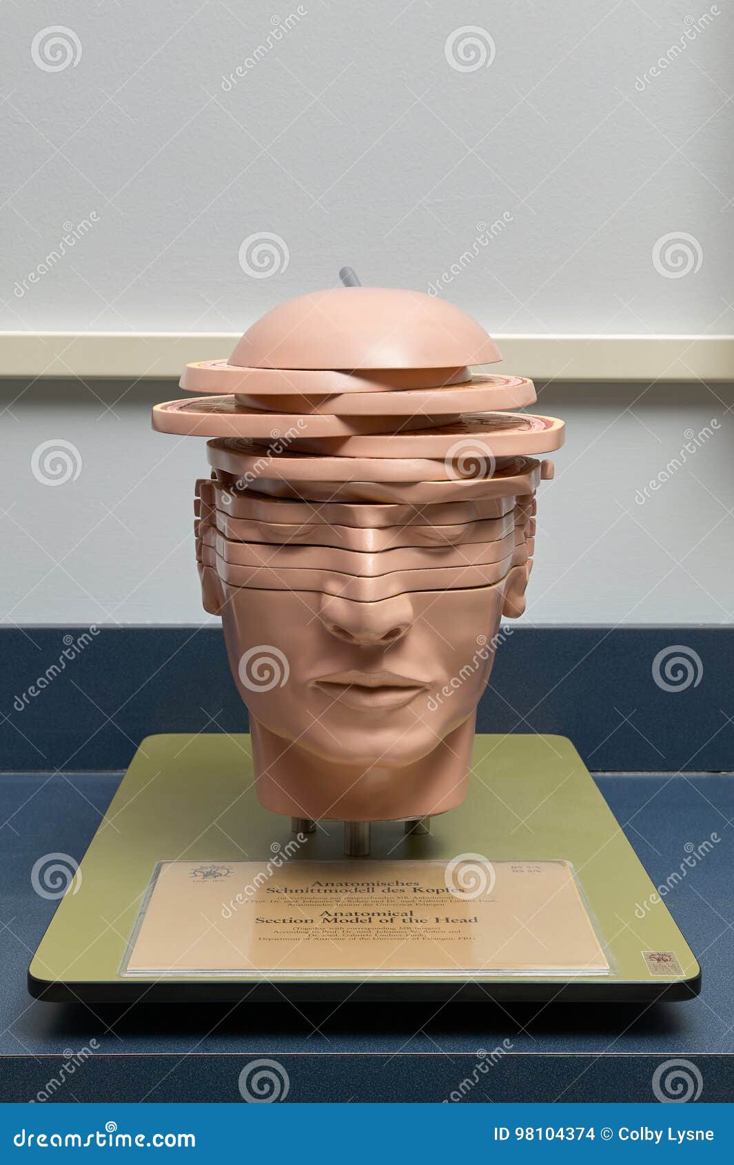 Modello Anatomico E Inter-sezionato Della Testa Umana Immagine Stock ...