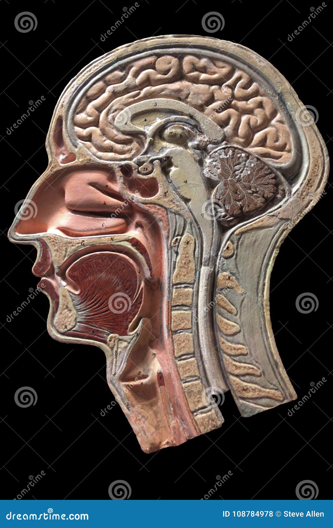 Modello D'annata Di Anatomia Della Testa Umana Fotografia Stock ...