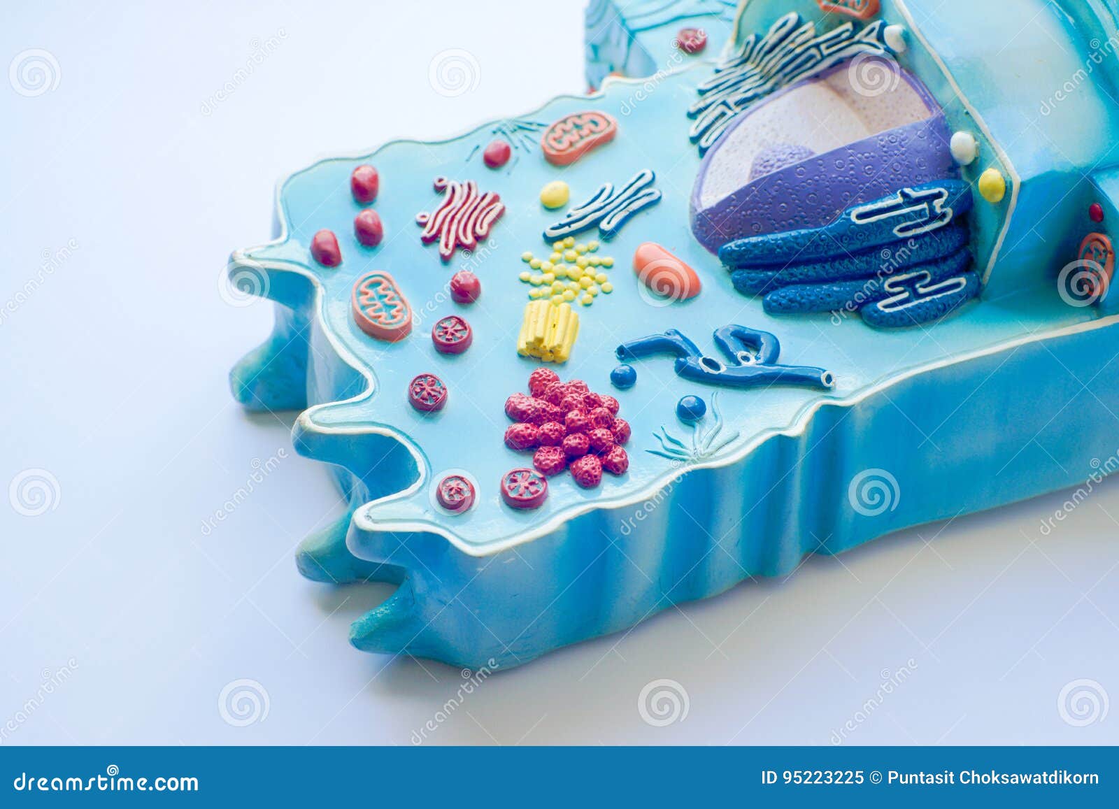 Modello Della Cellula Animale Immagine Stock - Immagine di medico ...