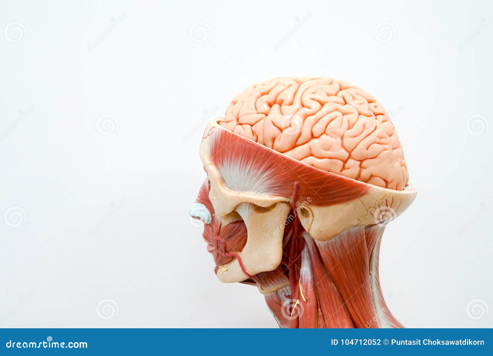 Modello Di Anatomia Della Testa Umana Fotografia Stock - Immagine di ...