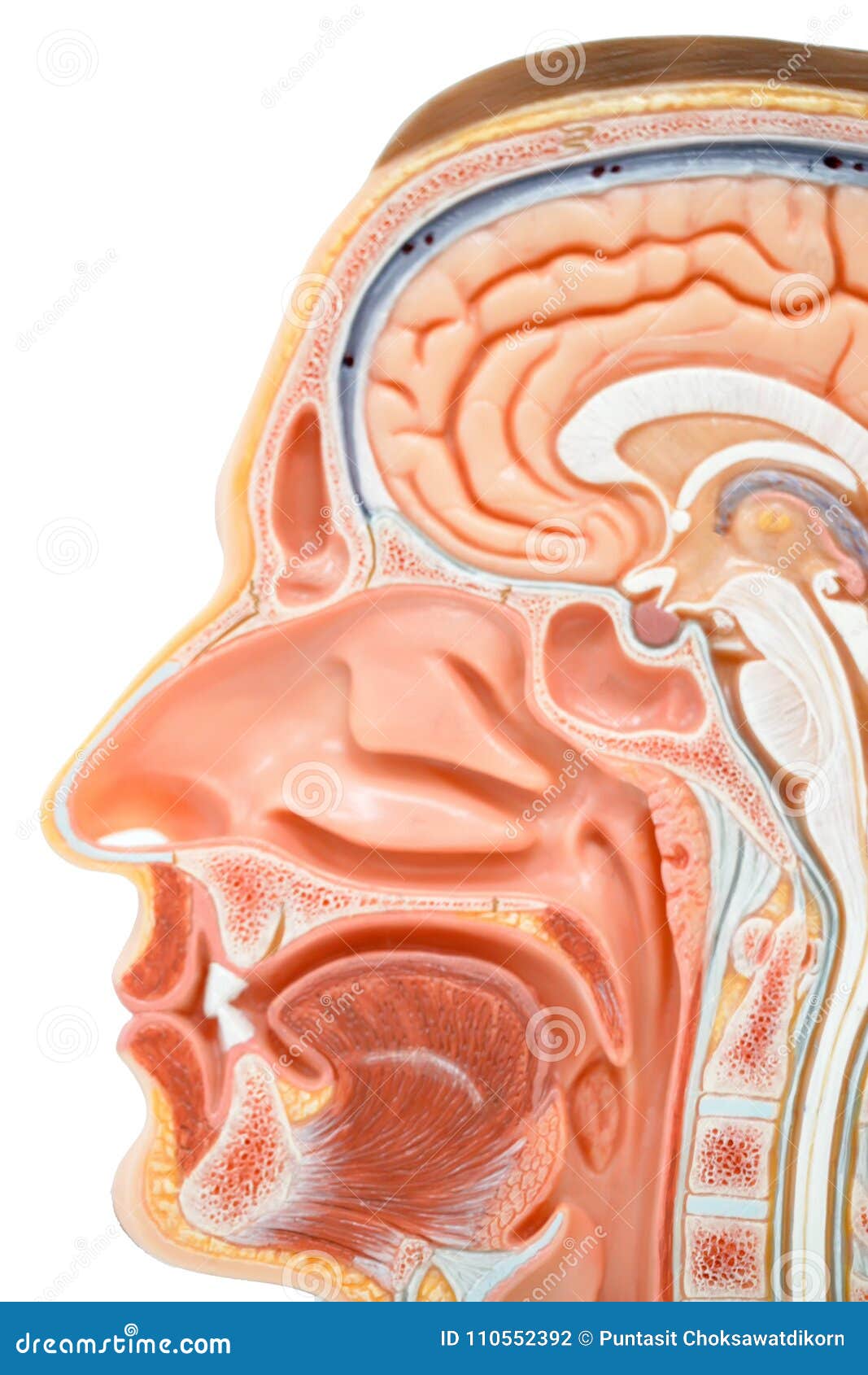 Modello Di Anatomia Della Testa Umana Fotografia Stock - Immagine di ...