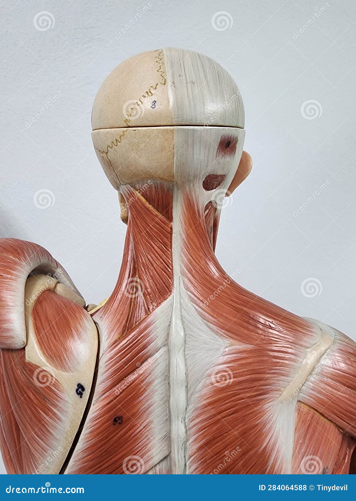 Modello Di Anatomia Muscolare Fotografia Stock - Immagine di ossa ...