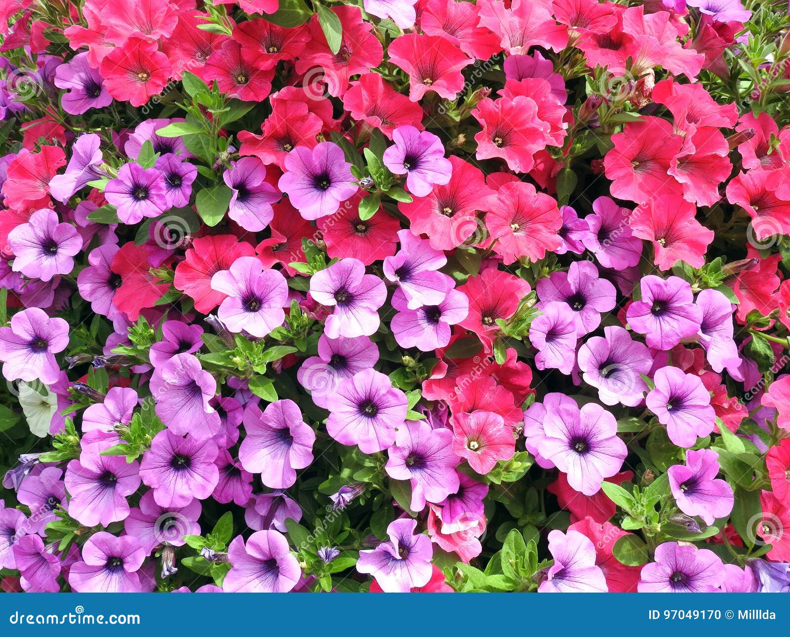 Modello Di Fiori Viola E Rosa Della Petunia Fotografia Stock - Immagine ...
