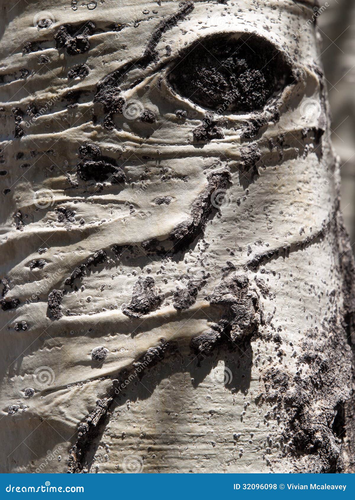 Modello Sul Tronco Di Albero Bianco Fotografia Stock - Immagine di ...