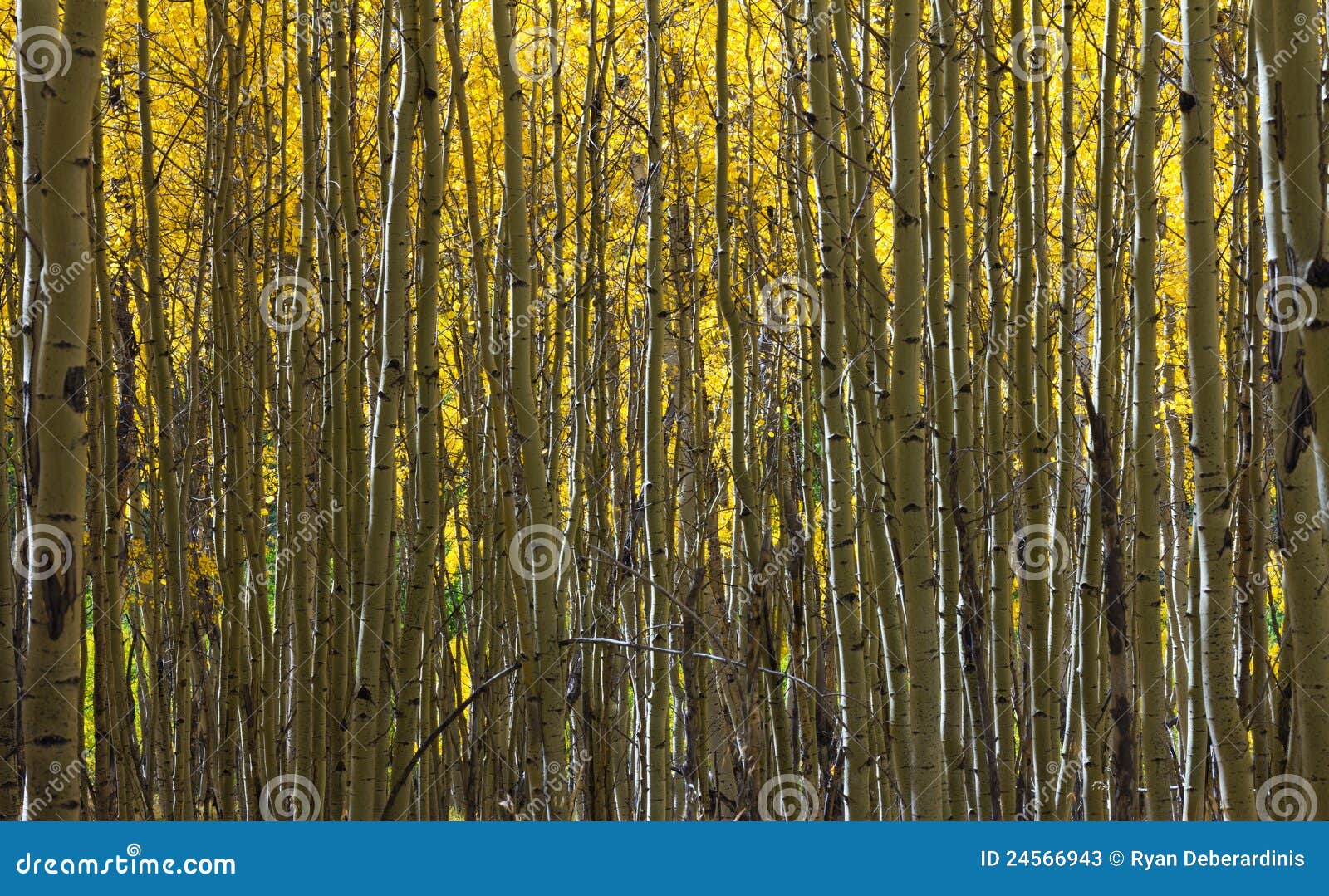 Modelo Abstracto Del Bosque De Oro De Aspen Imagen de archivo - Imagen ...