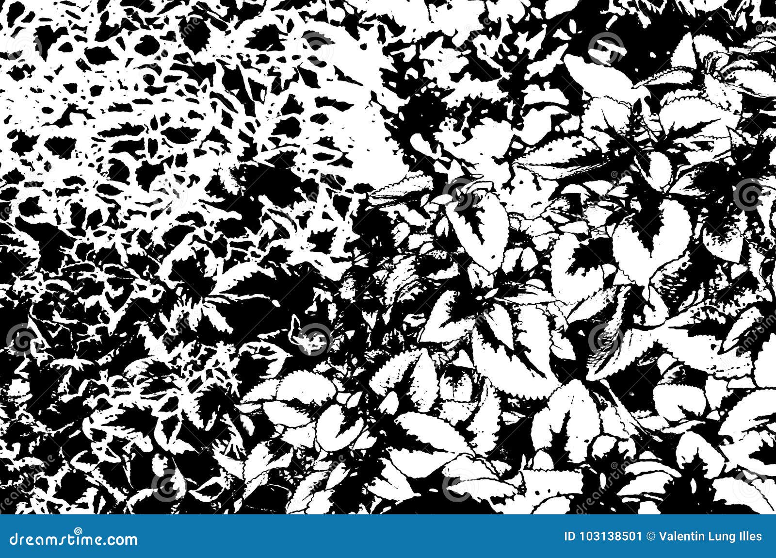 Modelo Blanco Y Negro De La Hoja Stock de ilustración - Ilustración de ...