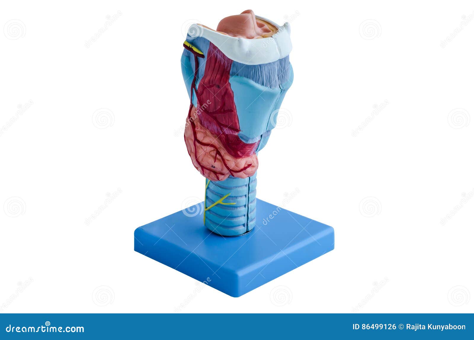Modelo Da Anatomia Da Faringe Foto de Stock - Imagem de cartilagem ...