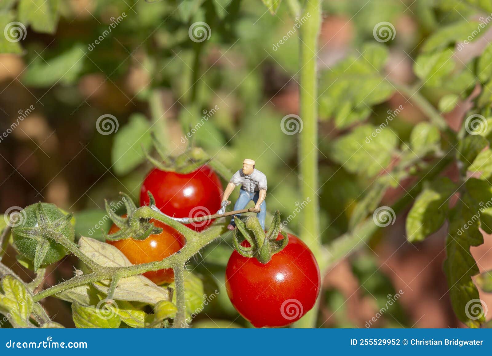 Modelo De Escala En Miniatura Jardinero Cortando Tomate Maduro De Una ... Modelo De Escala En Miniatura Jardinero Cortando Tomate Maduro De Una ...