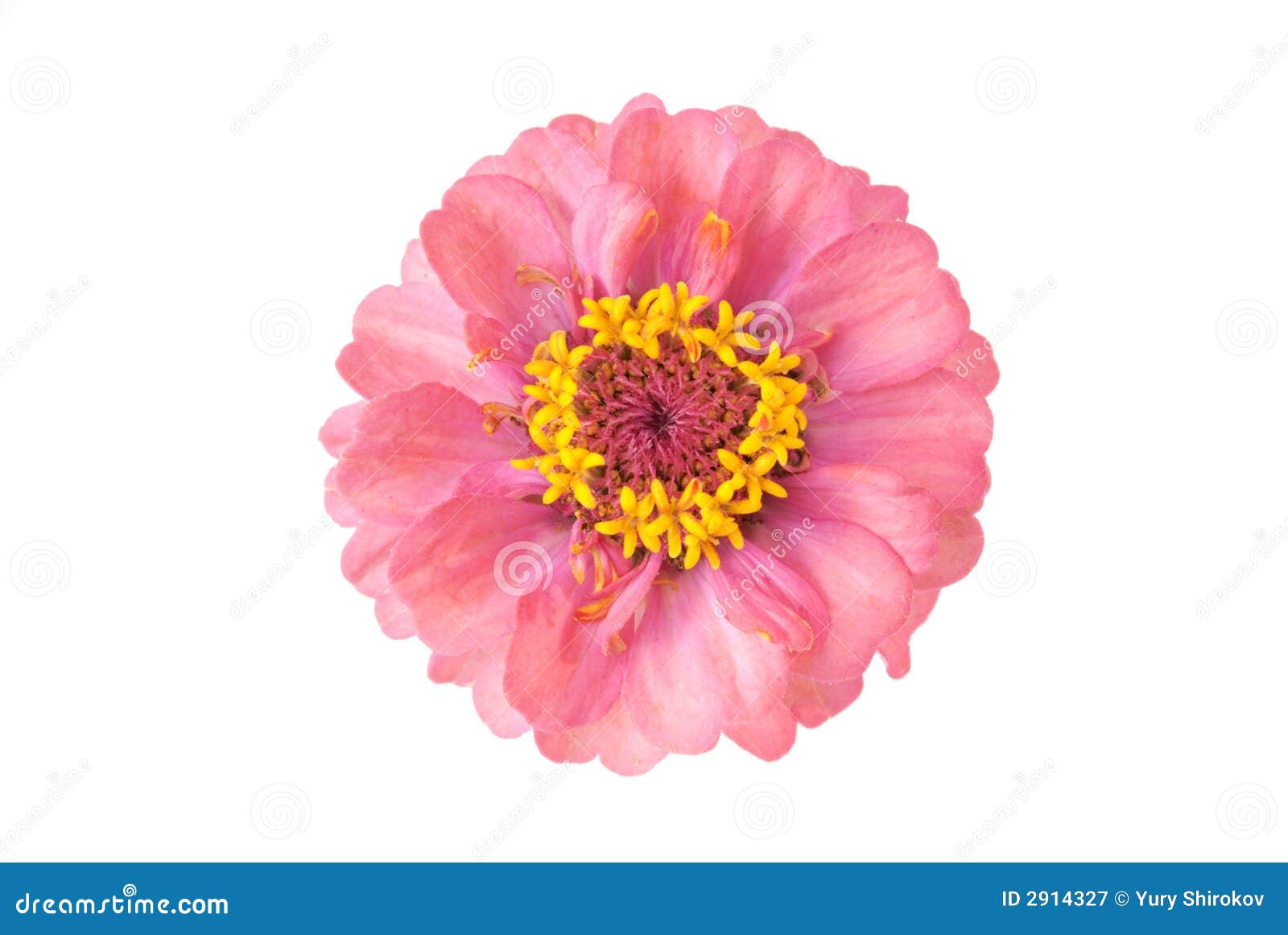 Modelo de flor imagen de archivo. Imagen de pétalo, rosa - 2914327