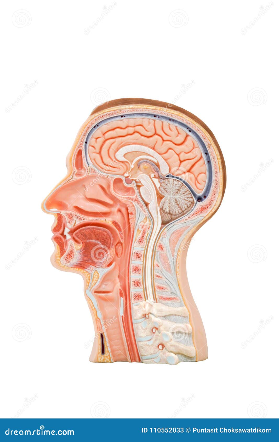 Modelo De La Anatomía De La Cabeza Humana Imagen de archivo - Imagen de ...