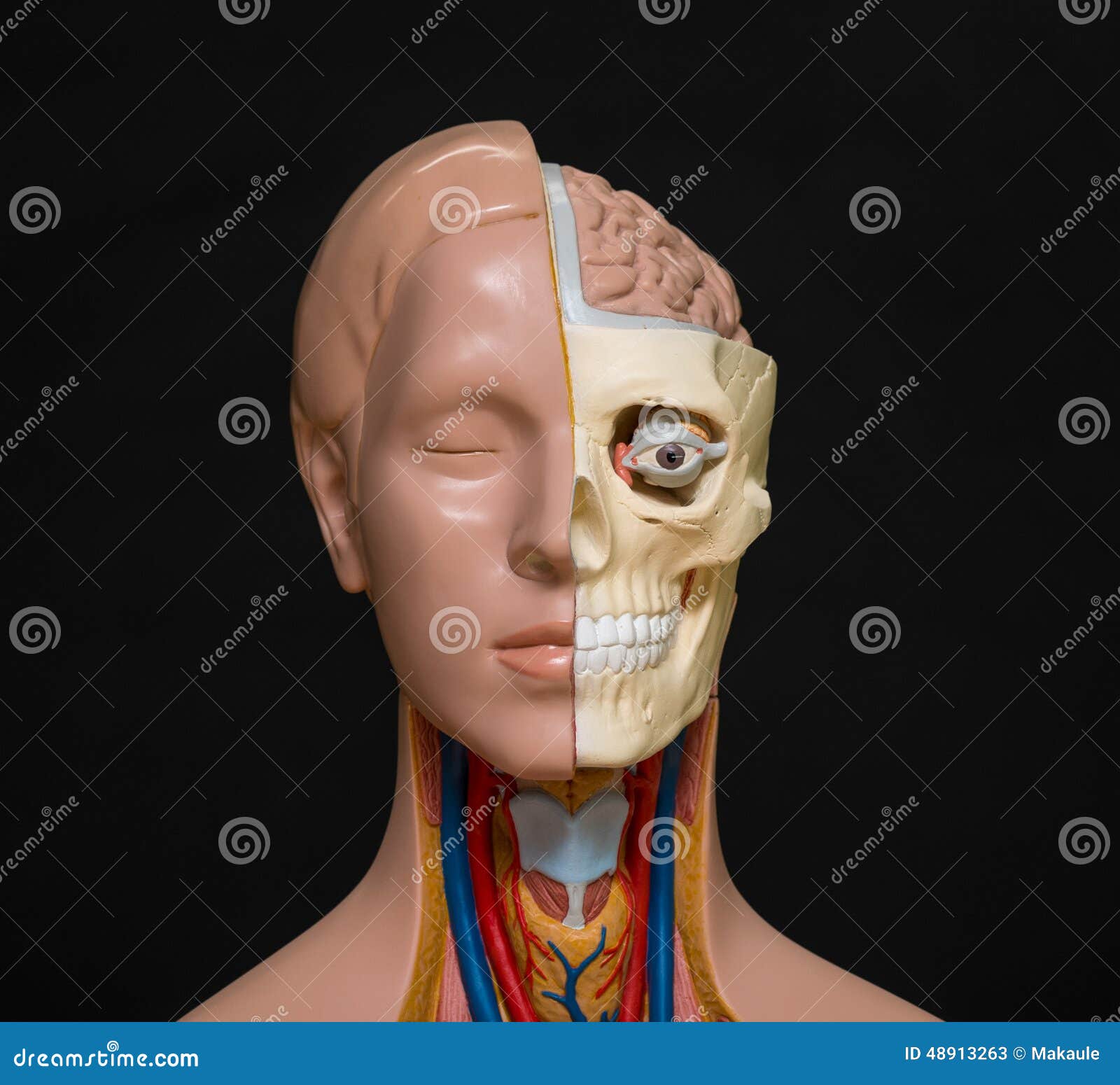 Modelo De La Anatomía De La Cabeza Humana Imagen de archivo - Imagen de ...