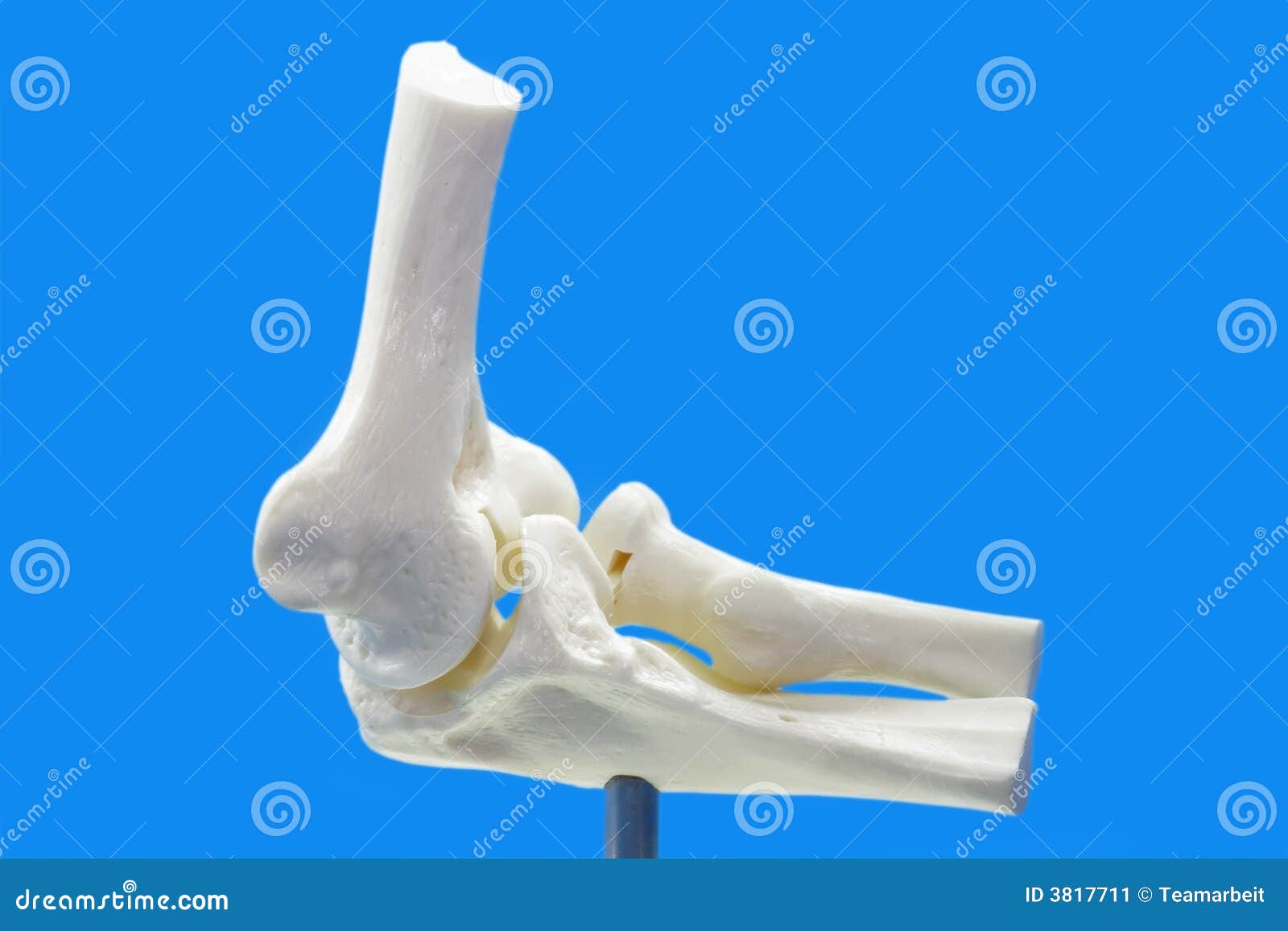 Modelo De La Anatomía Del Codo Humano Imagen de archivo - Imagen de ...