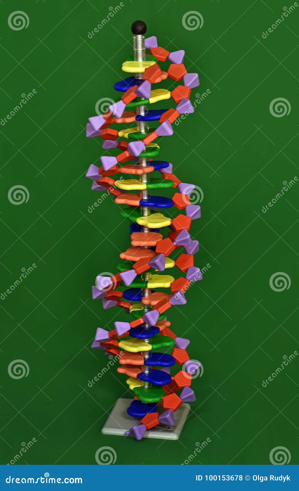 Modelo de la DNA foto de archivo. Imagen de aprendizaje - 100153678