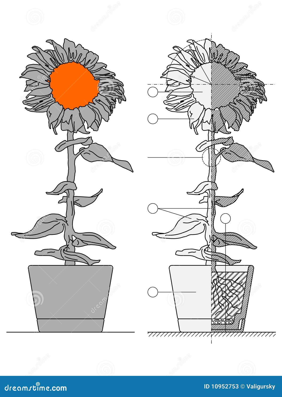Modelo de la flor ilustración del vector. Ilustración de forma - 10952753