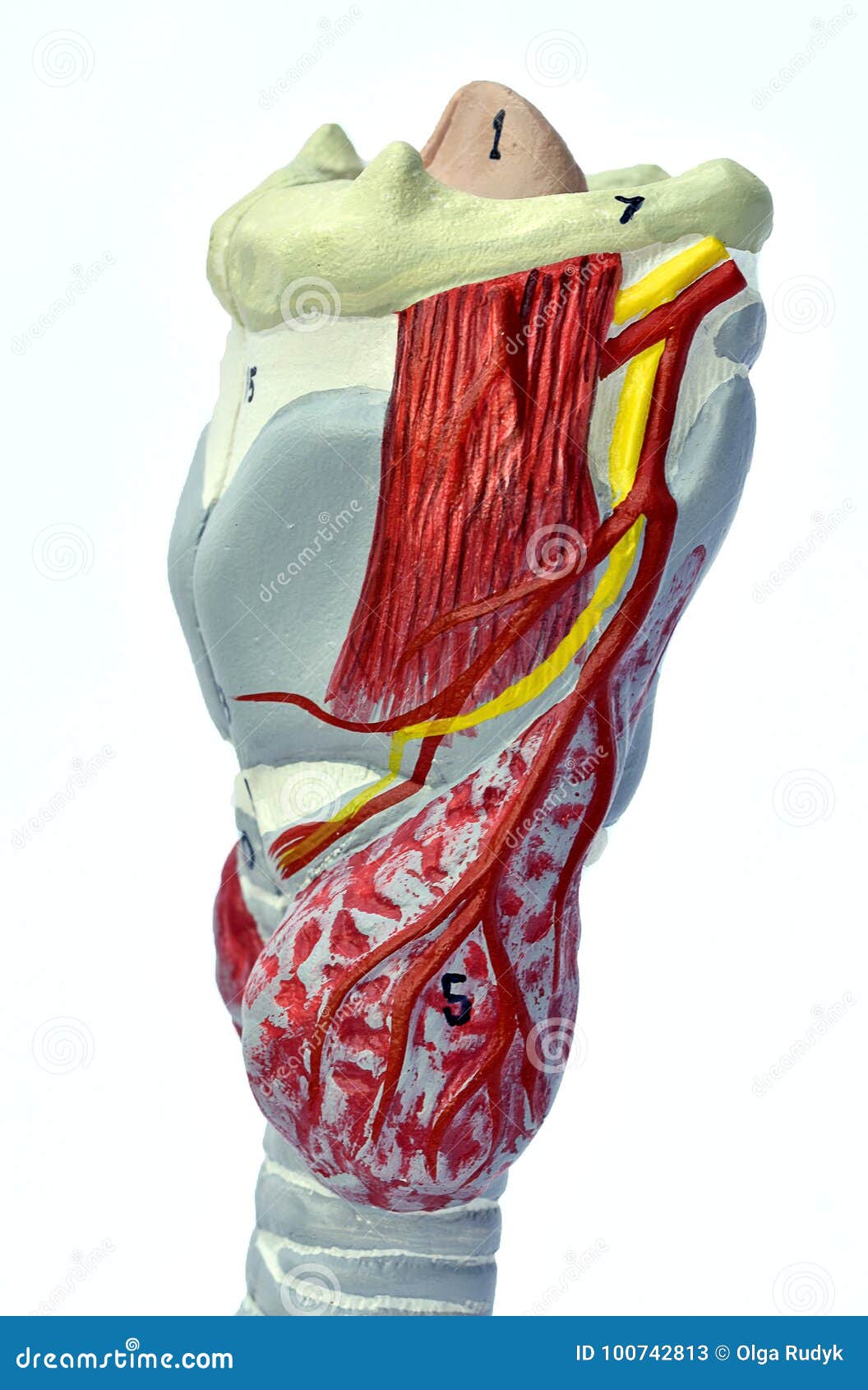 Modelo de la laringe imagen de archivo. Imagen de salud - 100742813