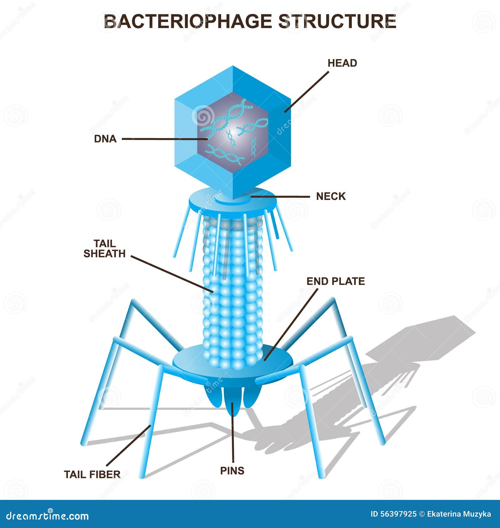 Modelo Del Bacteriófago Del Virus Vector Aislado Ilustración del Vector ...