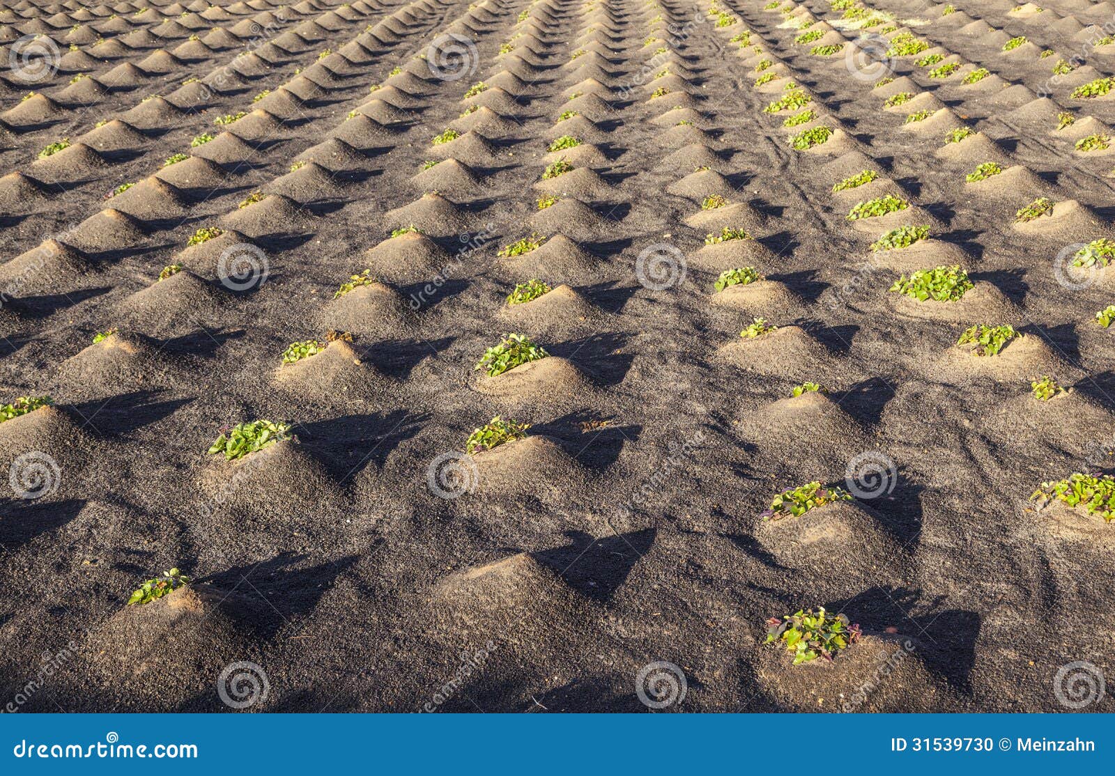 Modelo Del Campo Con Las Verduras Foto de archivo - Imagen de ensalada ...