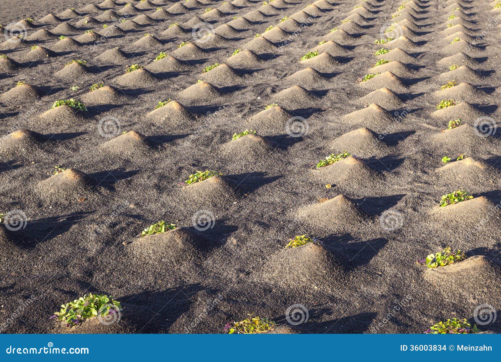 Modelo Del Campo Con Las Verduras Foto de archivo - Imagen de ensalada ...